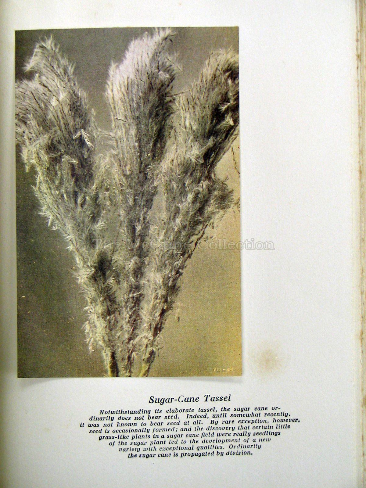 Luther Burbank. His Methods and Discoveries. Vol. VIII. • The McCune ...